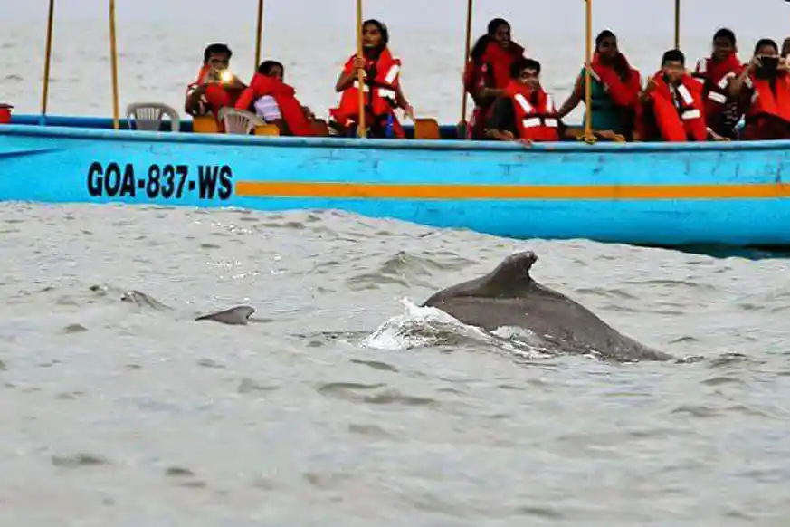 Dolphin trip in north goa